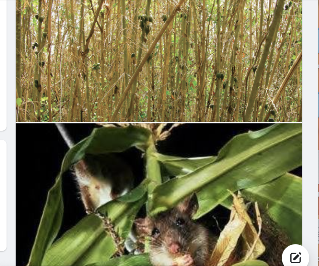 Rodents Devastate Paletwa Paddy Farms – Khonumthung Media Group